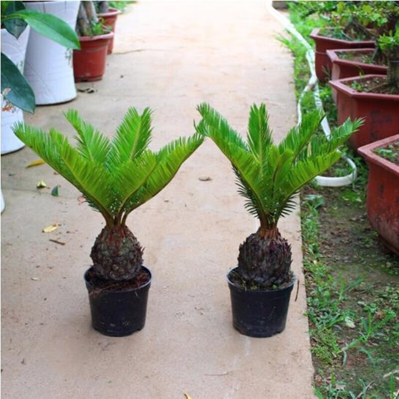 plant Large Sago Cycas Bonsai Sago Cycas Seedlings Perilla Sago Cycas ...