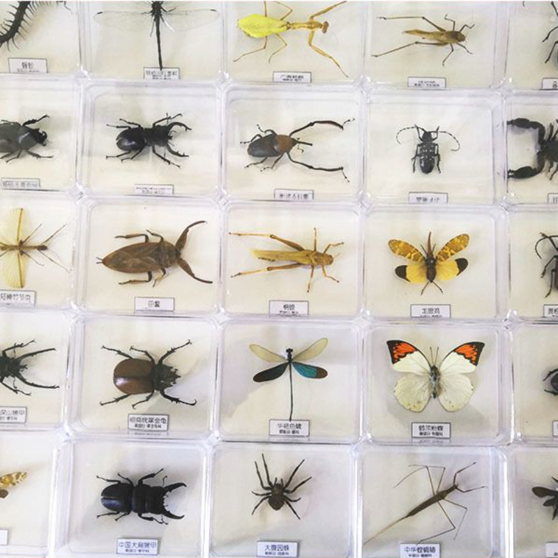 Real Butterfly Insect Specimens Educational Science Kit for Preschool ...