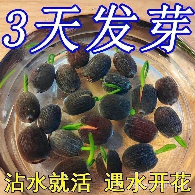 Hot Selling Bowl Lotus Seeds Colorful Five-Spice Flower Water ...