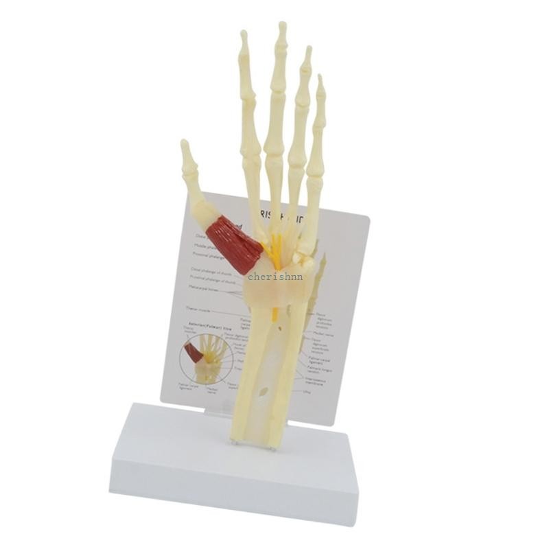 CH* Human Hand Skeleton Model Human Hand Bone Anatomy Model for Science ...