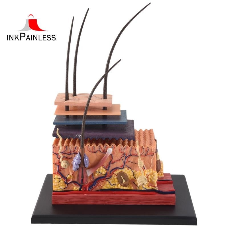 4D Human Skin Model Hair Organs Assembling Puzzle Model Teaching Model ...