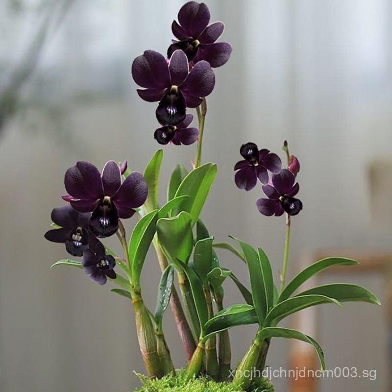 SG shipmentLazy Easy to Keep Fragrant Hydroponic Perfume Dendrobe ...