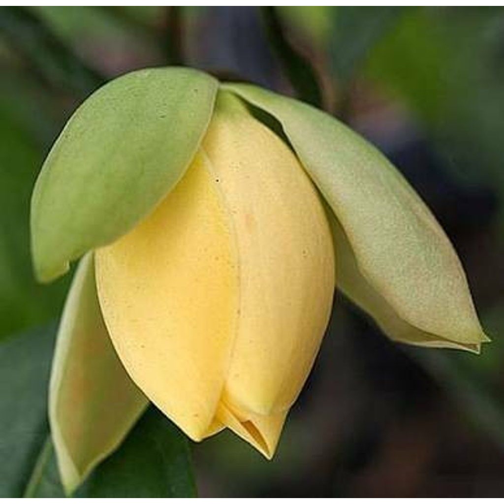 Sindo - Yellow Champaca Cempaka Kuning Fragrant Ornamental Tree Live ...