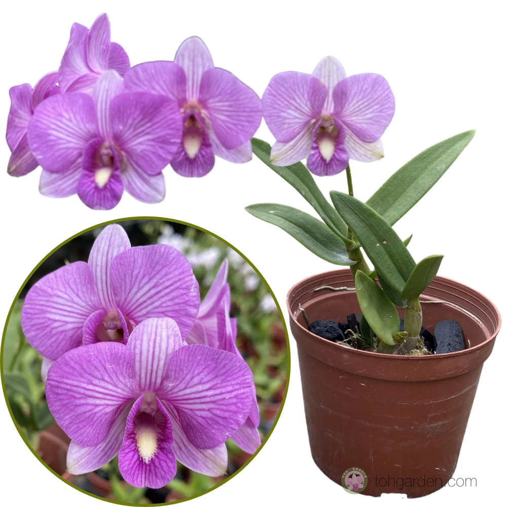 Mini Dendrobium Orchid in 10cm Plastic or Ceramic Pot - (Colors will be ...