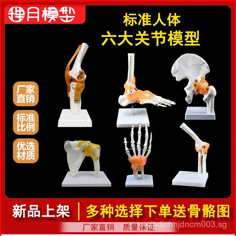 Knee Joint Model with Ligament Human Skeleton Teaching Practice Medical ...