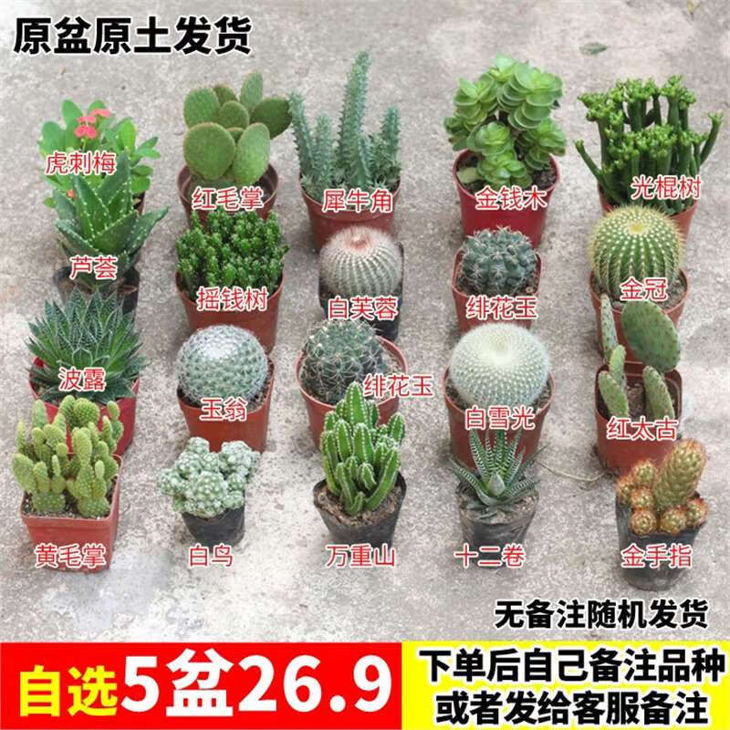 Flower Planting Fans Succulent Cactus Bonsai Greenery Flowering Cactus ...