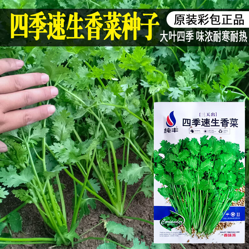 Four Seasons Fast-Growing Coriander Seeds Farm Fragrant Lai Pot Big ...