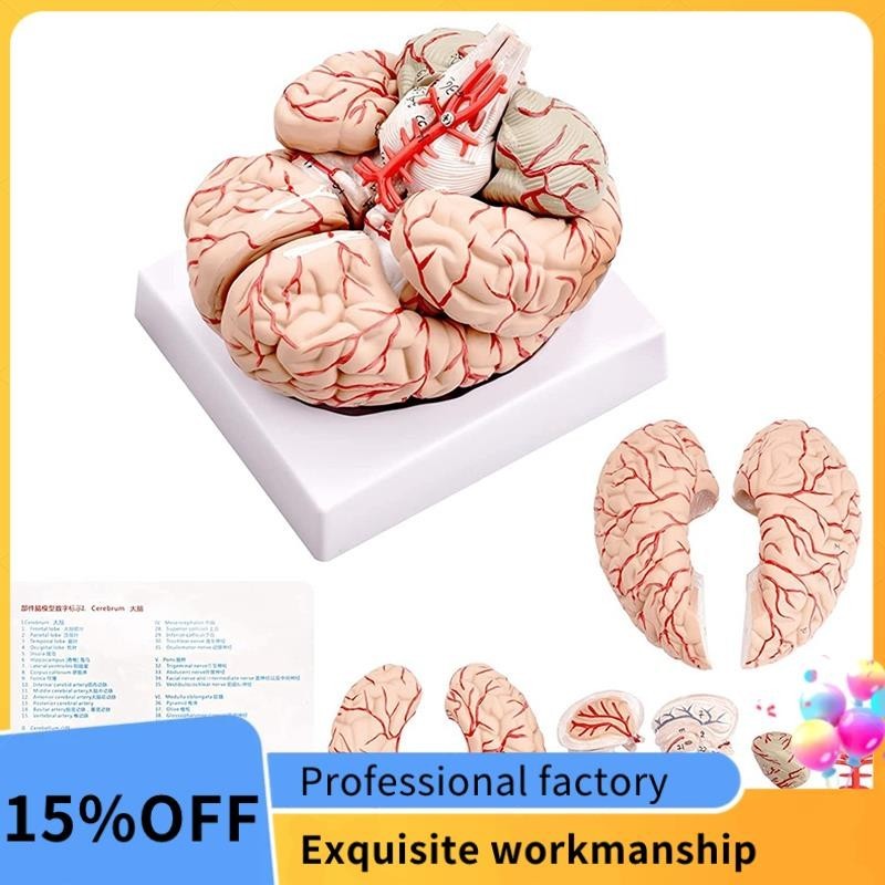 Human Brain Model,Life Size Human Brain Anatomy Model with Display Base ...