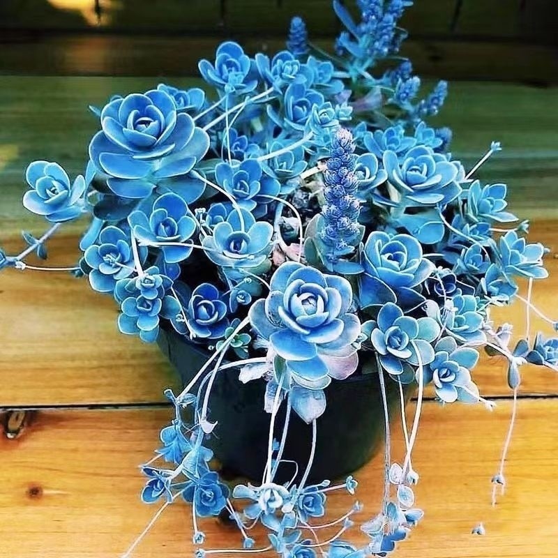 Hot[1048People Collection]Crushed Ice Blue Lotus Cluster Multi-Head ...