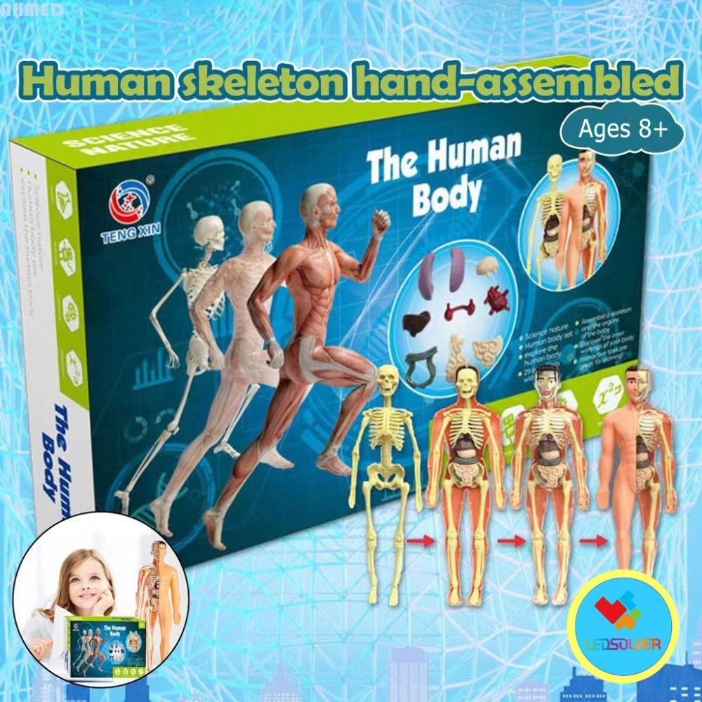 AHMED Human Anatomy Model, Anatomy Model Mannequin Human Body Model ...