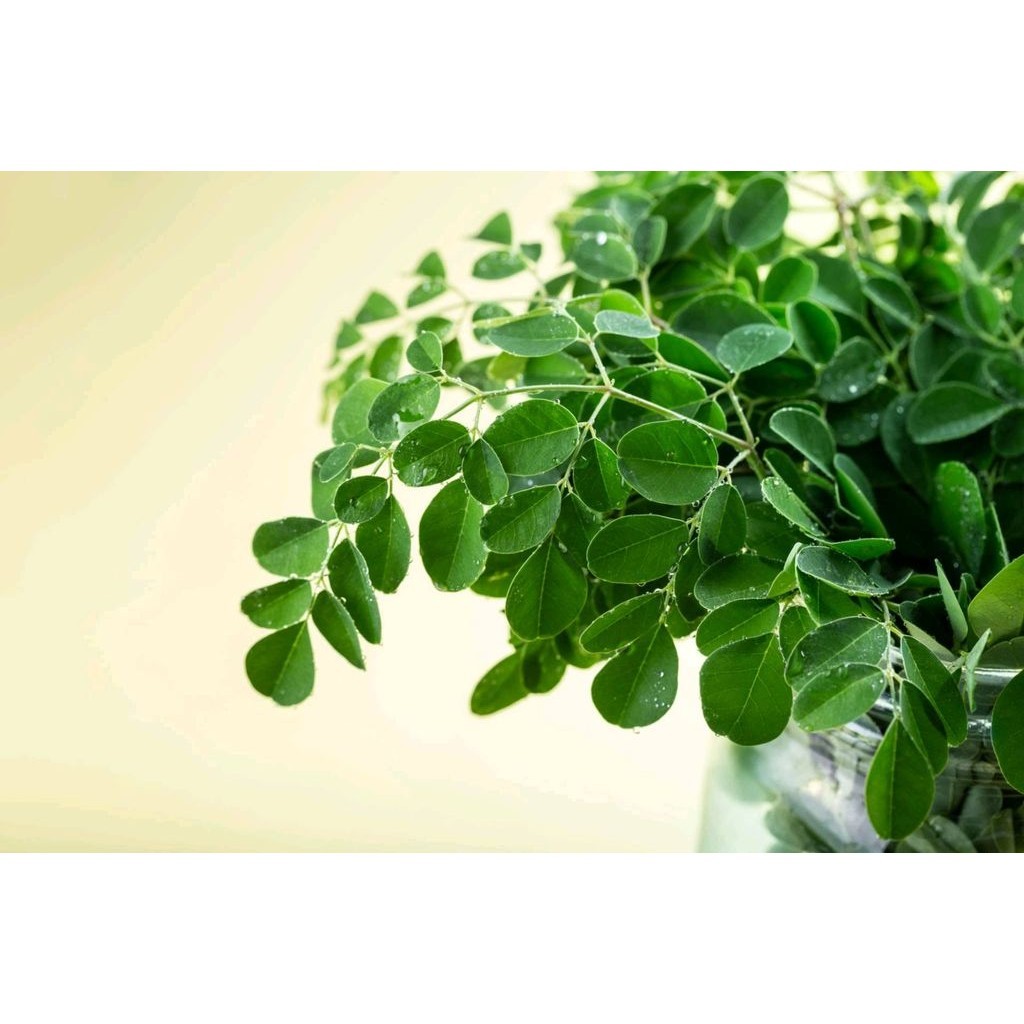 Sindo - Moringa Oleifera Pokok Kelor Live Plant YSGTHO0XVA | Shopee ...