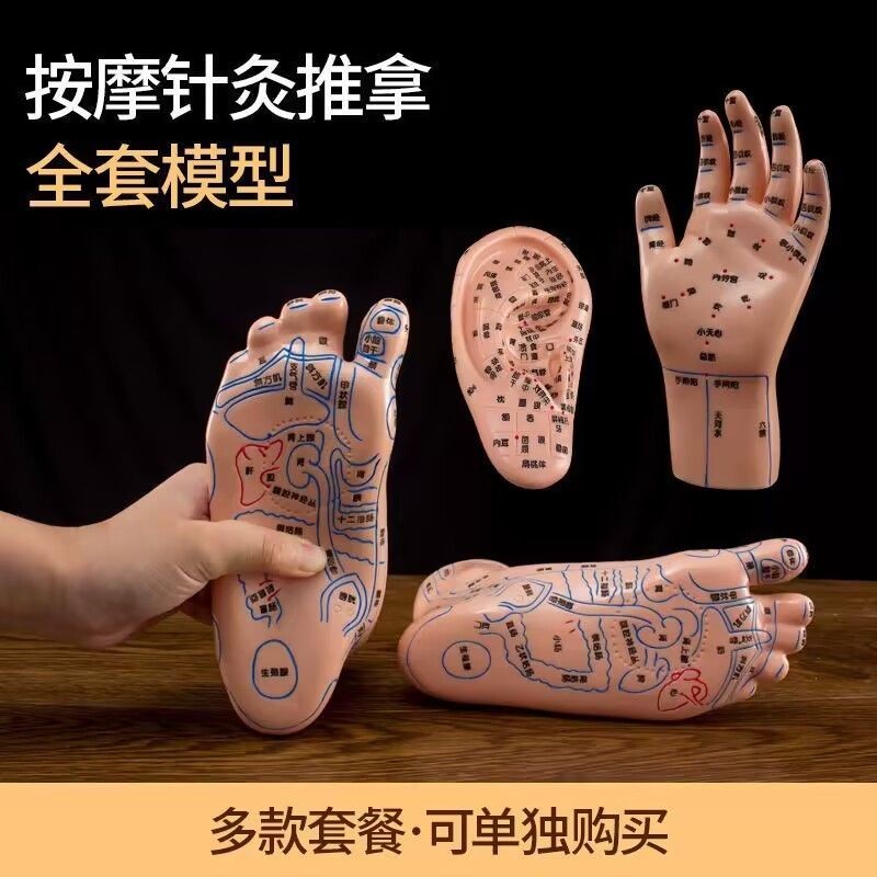 /Current Inventory human Body ear Acupoint Teaching model hand reflex ...