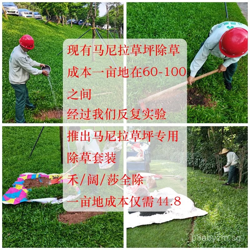 Manila Lawn Special Weed Killer Taiwan Grass Control for Crabgrass ...