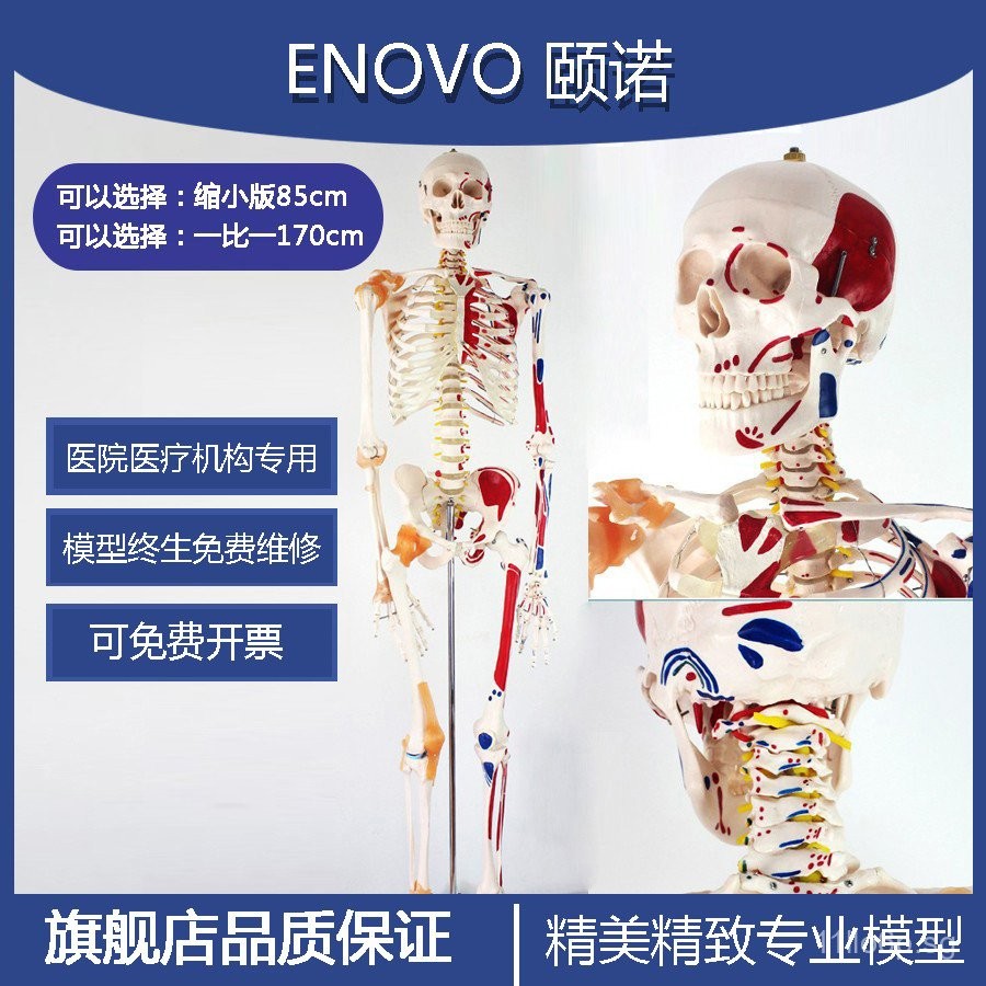 High-end Medical Full-body Human Skeleton Model Pelvis Yoga Joint ...