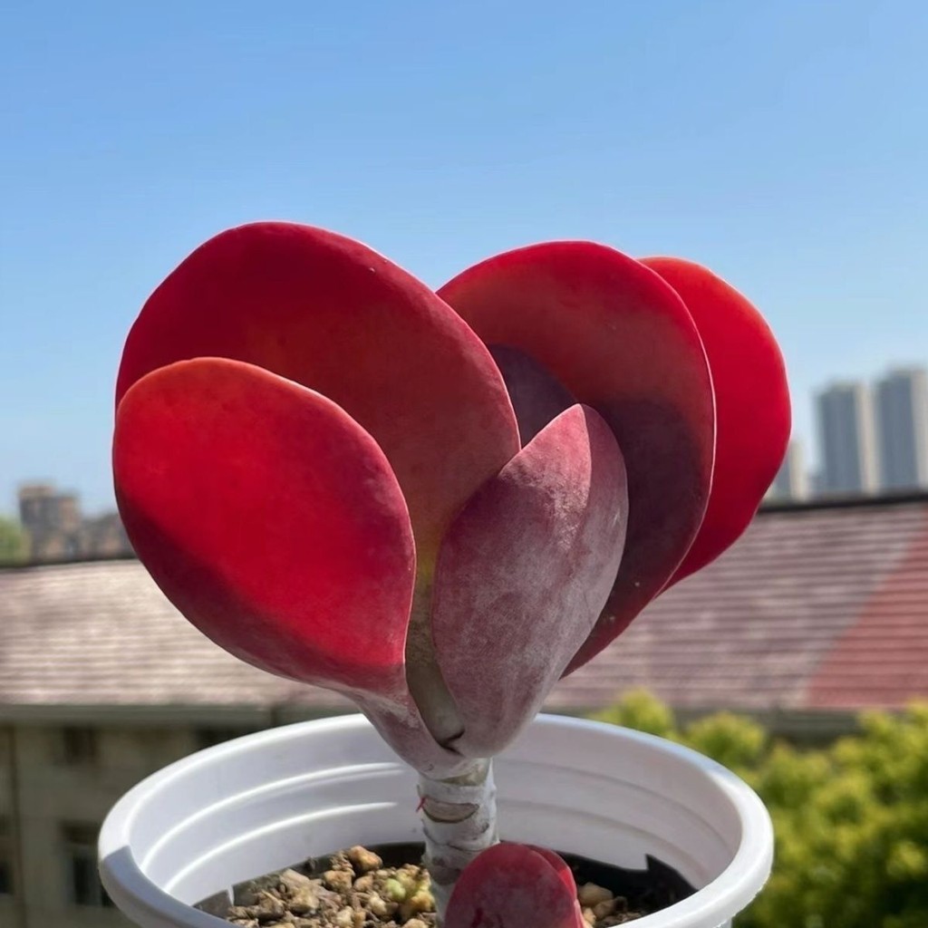 Red Fan Tang Yin Juicy Succulents/Beautiful Lazy Four Seasons Good ...