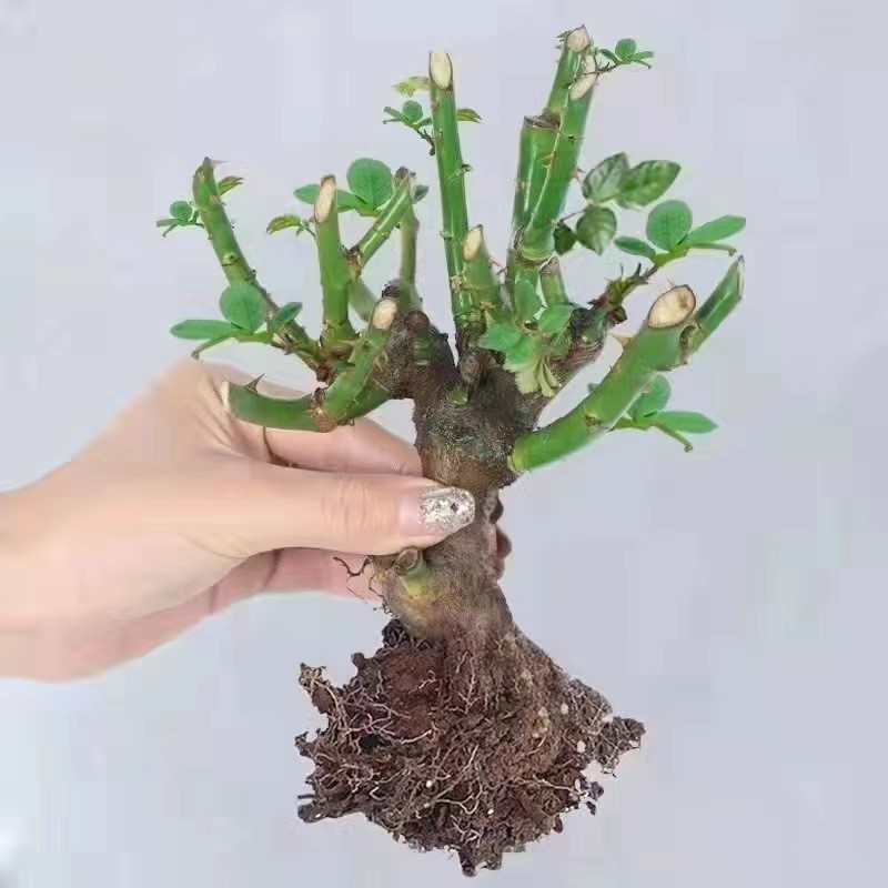 Chinese Rose Rose Old Pile Seedling Big Flower Fragrant Four Seasons ...