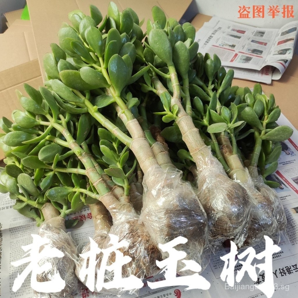 SG Hot selling Premium Jade Tree Potted Plant Old Stump Succulent Easy ...