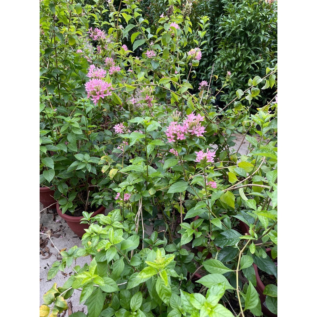 Ruspolia Hypocrateriformis (Pink). 1 meter height Can Grows up 2 m ...