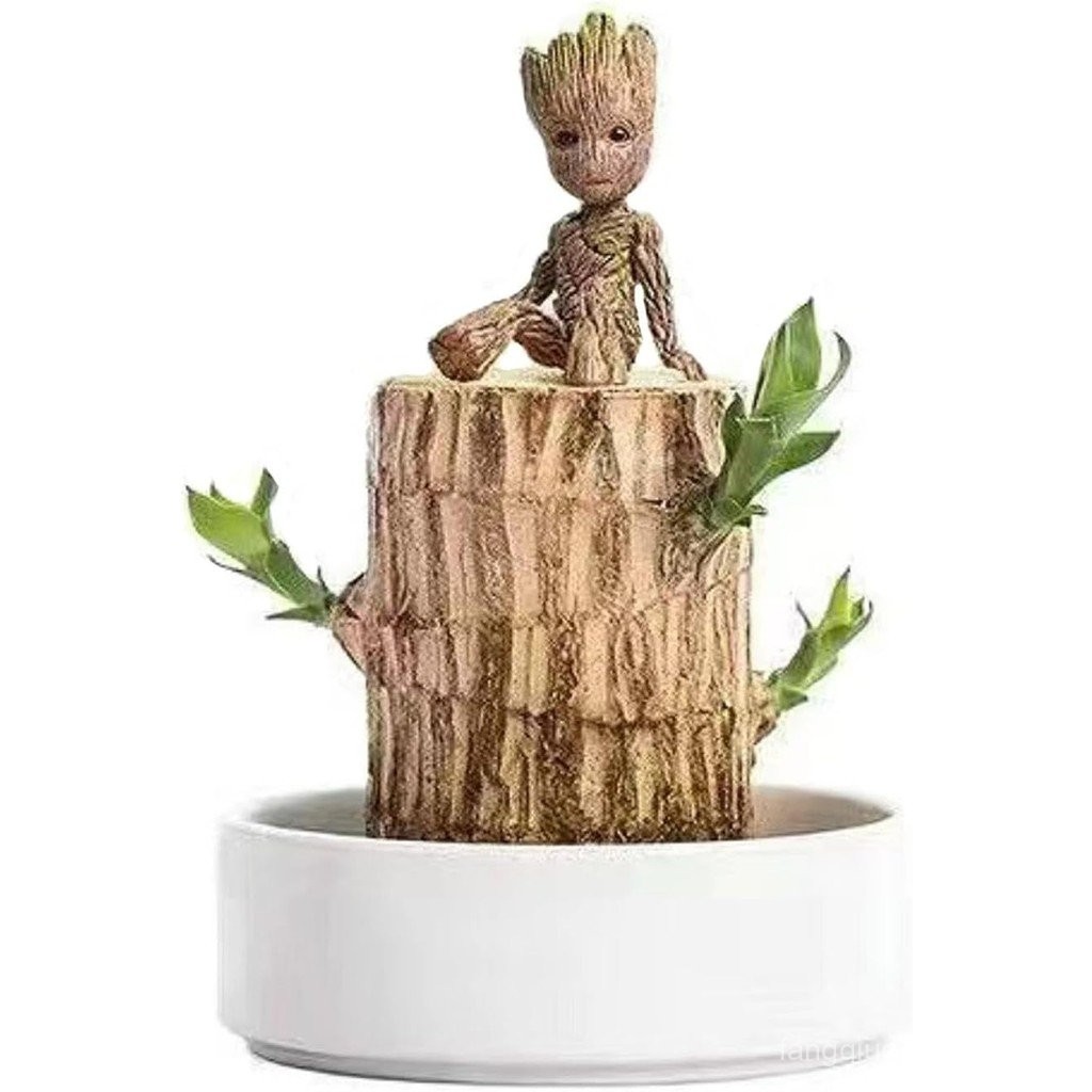 Wood Plant Set, Brazilian Lucky Wood Plant with Panda Statue, Brazilian ...