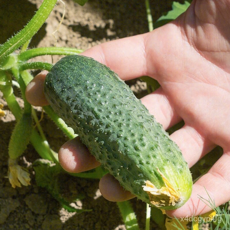 North Vegetable Climbing Ground Cucumber Seeds Climbing Ground without ...