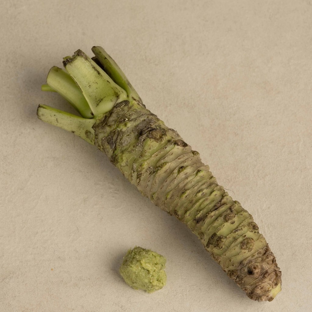 [modern provision] Wasabi Root (1pc) | Shopee Singapore