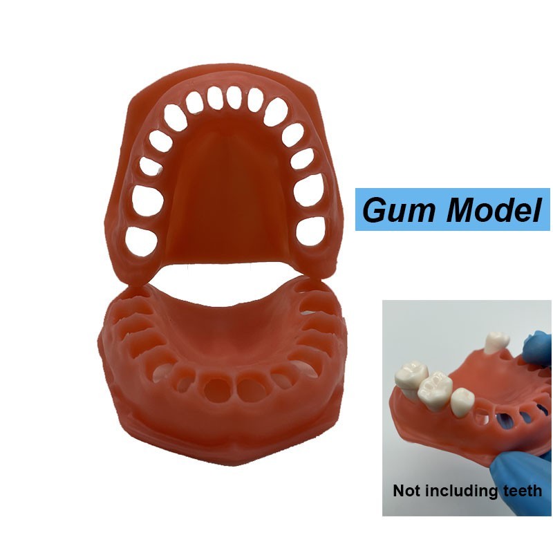 Dental Gum model upper/lower Simulated gums Dental Student Learning ...