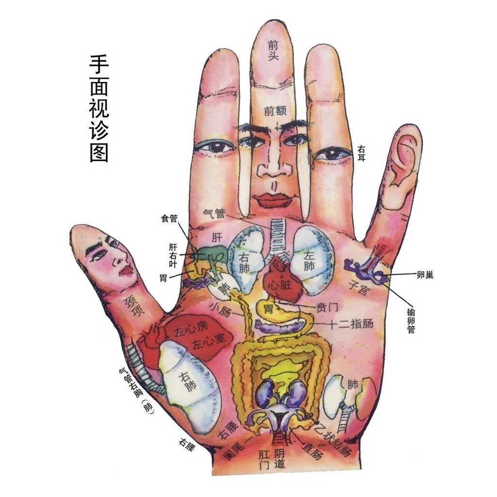 Hand Surface Diagnosis Chart Poster Hand Back Biological Holographic ...