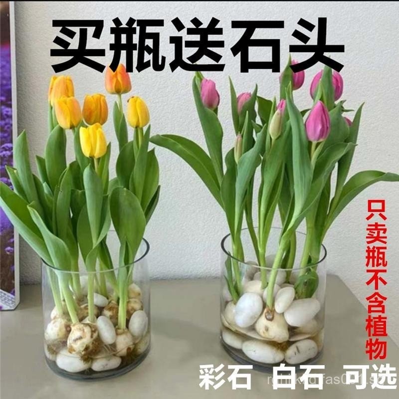Hydroponic Tulip Thickened Square Glass Tank Water Cultivation Water ...