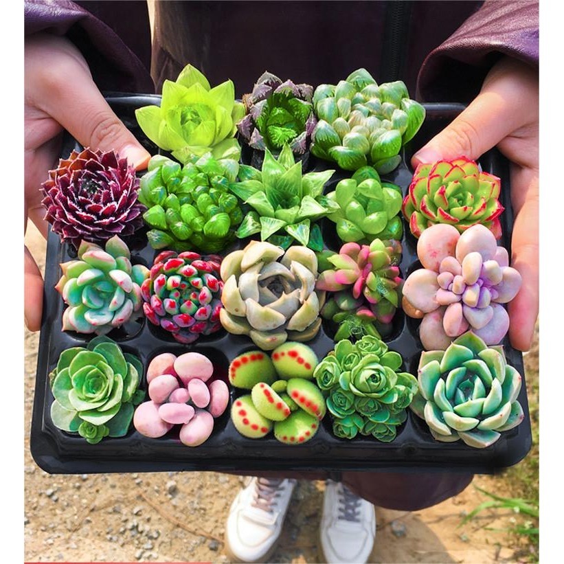 【Buy 3 free1】Succulent plant combination potted indoor large succulents ...