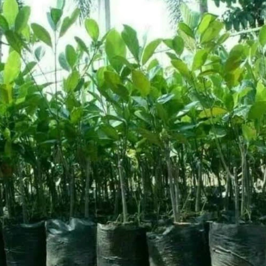 Sindo - Cempedak Seedling Artocarpus integer Sweet Fragrant Tropical ...