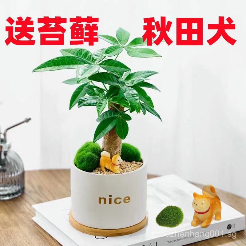 Money Tree Small Potted Plant Money Tree Spider Plant Fiddle Leaf Fig ...