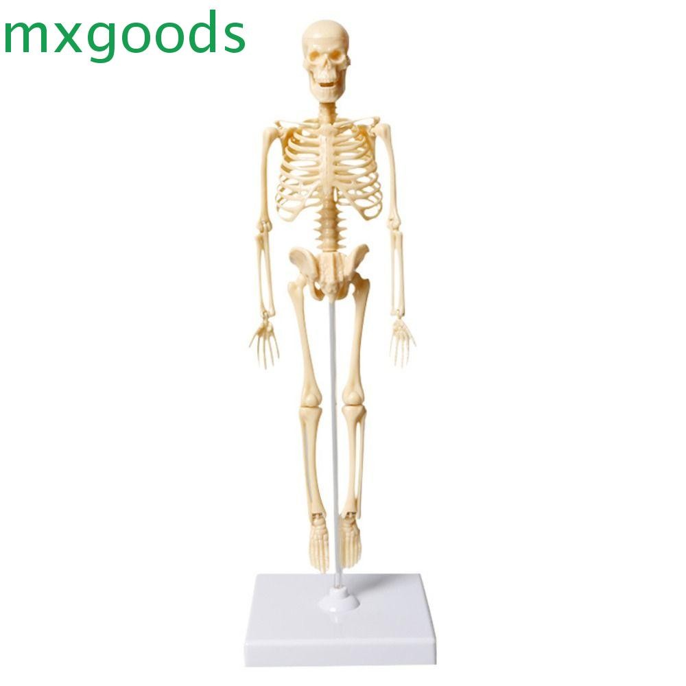 MXGOODS Bone Model, DIY Assembly Joints Of Human Organ Model ...