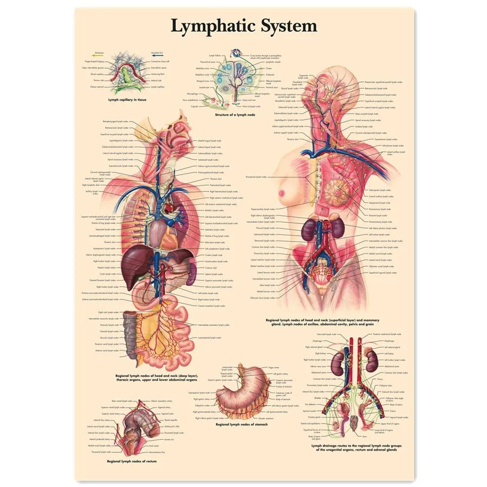 Vintage Medical Posters Lymphatic System Anatomy Wall Art for Home ...