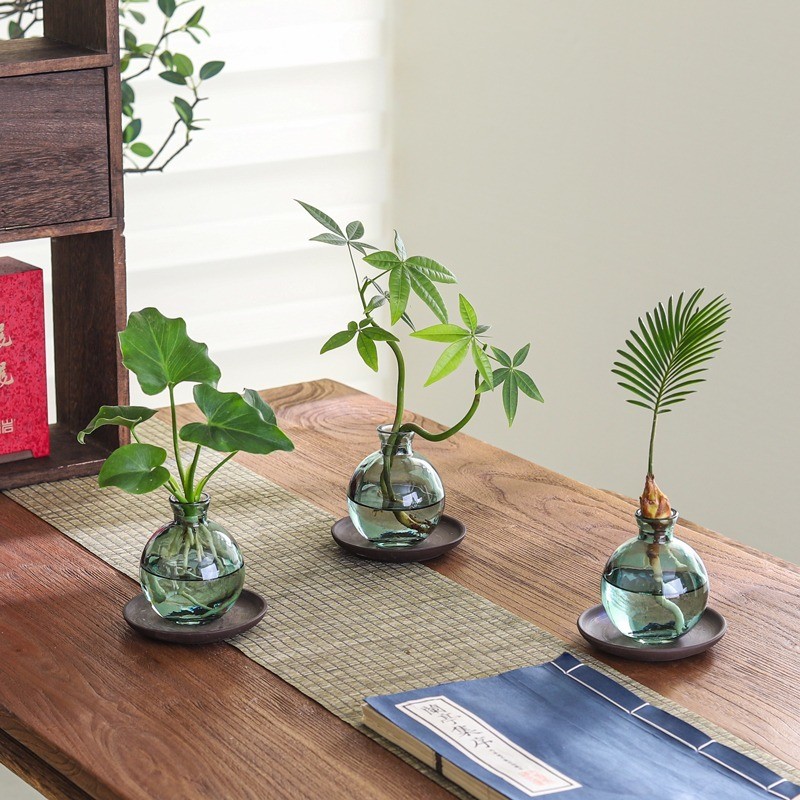Hydroponic Money Tree Indoor Air Purifying Small Bodhi Tree Easy to ...