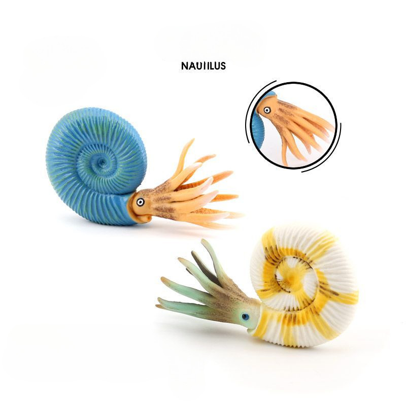 Children's Educational Toys Nautilus Sea Conch Shell Model Realistic ...