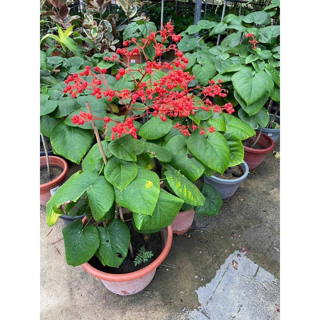 Clerodendrum Buchananii (Red) with flowers 70cm height plant doorstep ...