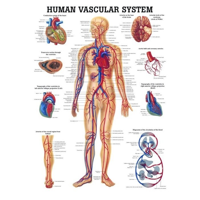 1Pcs Canvas Print CH The Human Vascular System Laminated Anatomy Chart ...