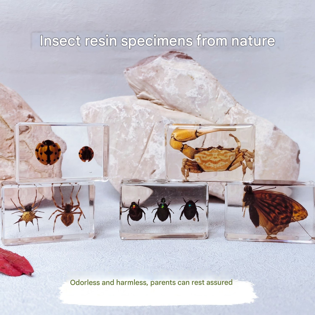 Large Transparent Resin Insect Specimens DIY Decor for Kids and ...
