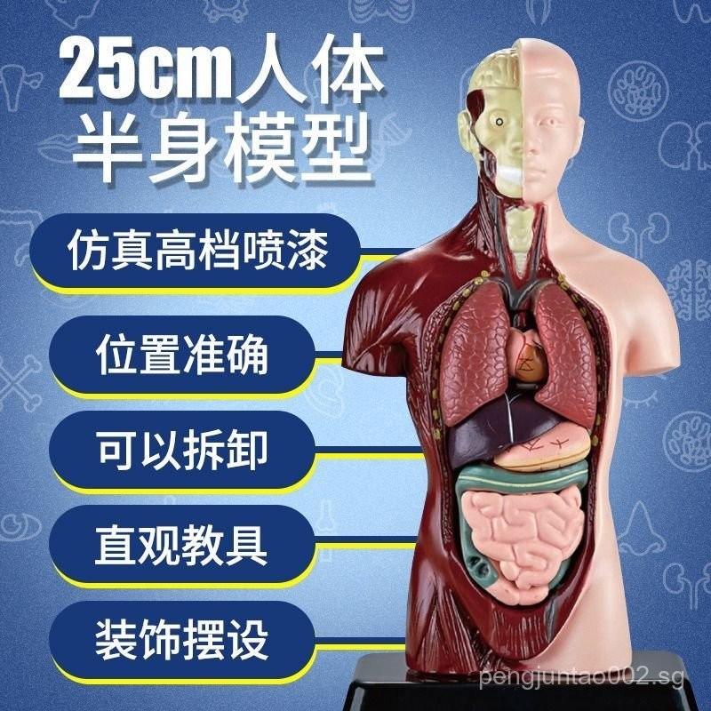 Human Half-body3d Model Detachable Organs Internal Organs Muscles ...