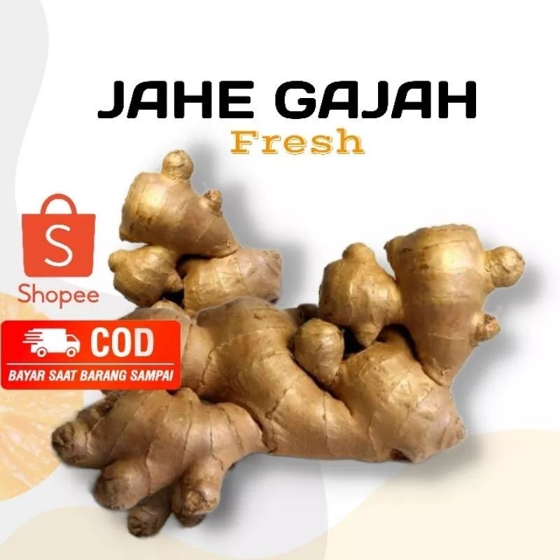 PUTIH Elephant Ginger / White Ginger / Fresh Elephant Ginger 1Kg ready ...