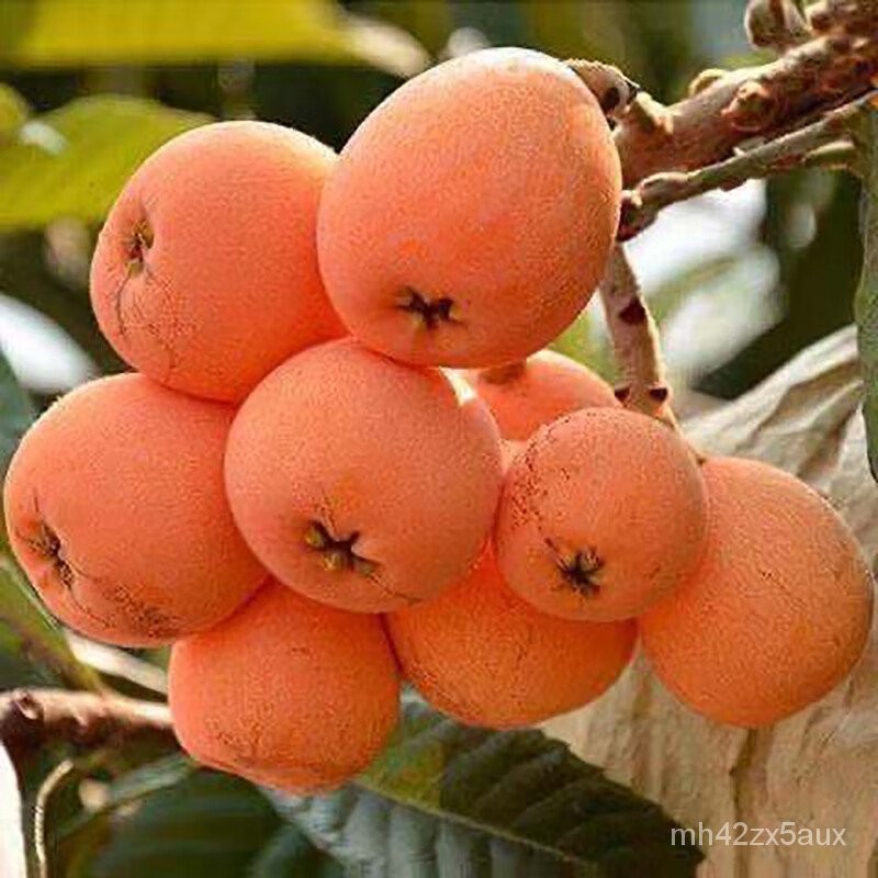 Dark Blue Loquat Sapling Grafting Fruit Sapling Dawuxing Loquat ...