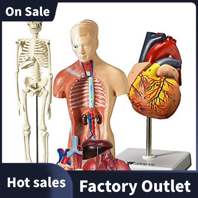 Human Heart, Torso and Model for Anatomy and Physiology Students Hands ...