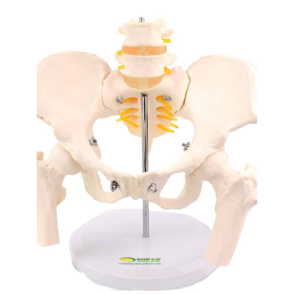 ENOVO Yinuo Activities Female Pelvis Model Yoga Pelvis Can Be Forward ...