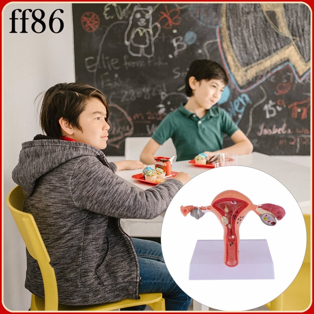 Female Uterus Structure Biological Learning Models Aid Educational ...