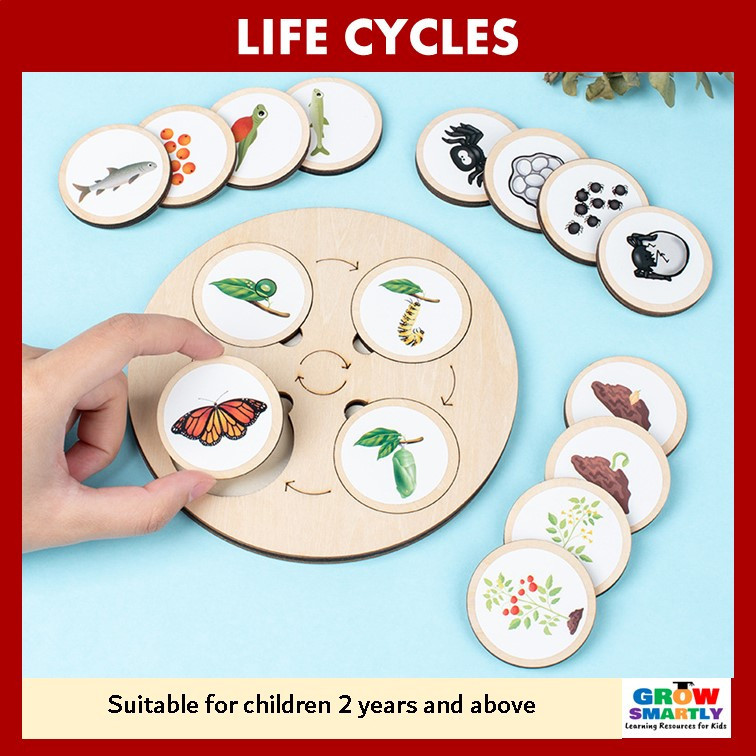 Life Cycles Wooden Montessori Educational Toys for kids Life Animal ...