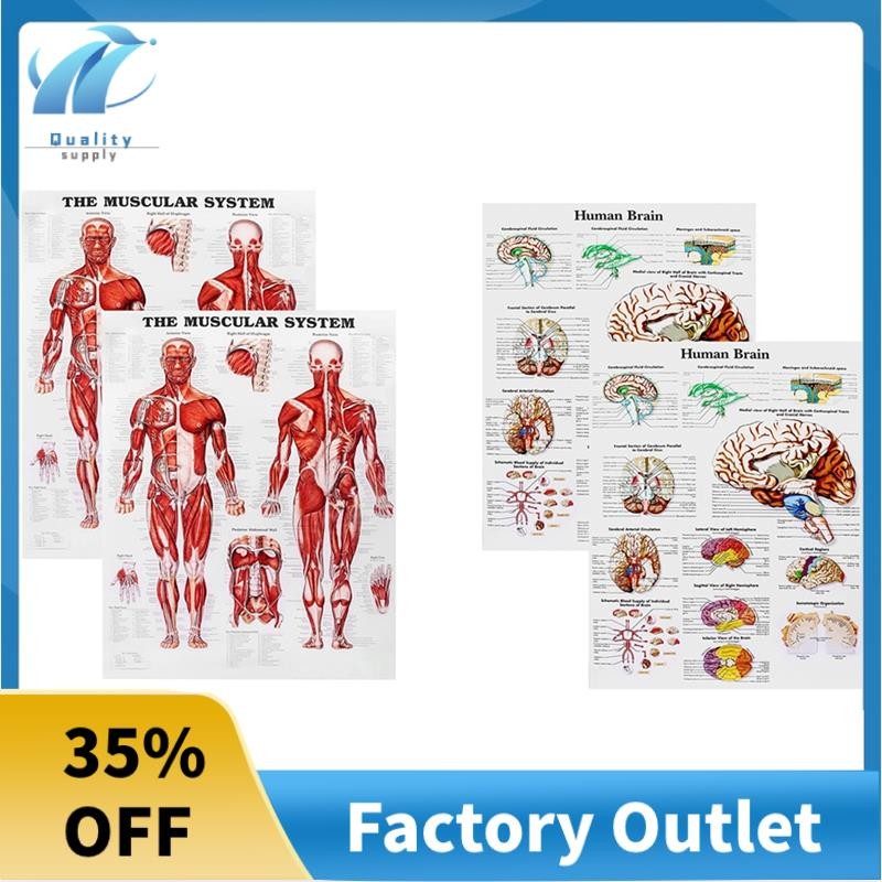 Brain Anatomy Poster, 2 Pack Laminated Human Brain Chart, Medicine ...