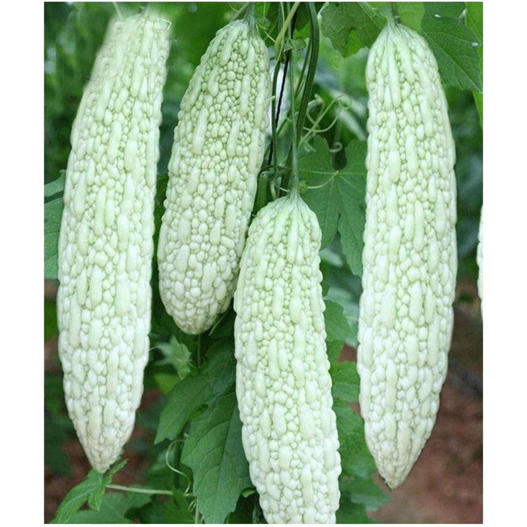 White Bitter Gourd Balsam pear Bitter Melon 20 Seeds Garden Vegetable ...