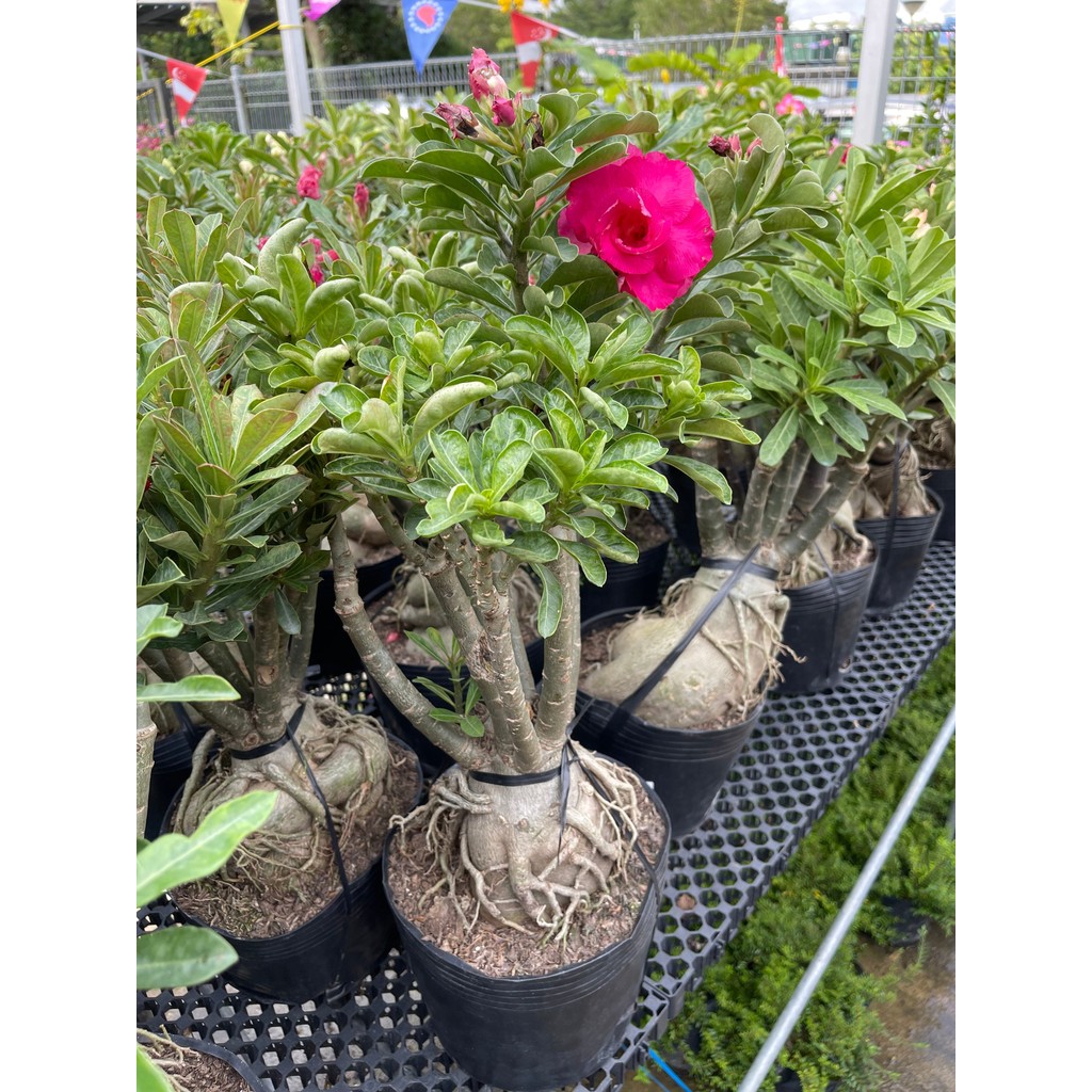 Andenium with red/Pink/red with white flower Grafted (big root size ...