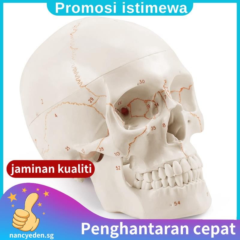 Anatomical Human Skull Model, 3-Part, Numbered, Life Size | Shopee ...