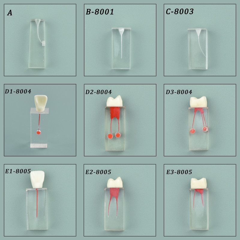Teeth Model Root Canal Model Endodontics Training Tooth Model RCT ...